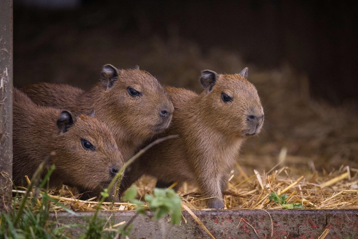 Capy Cuteness Alert: Nat and Graham Welcome Four Adorable Pups | MK Pulse