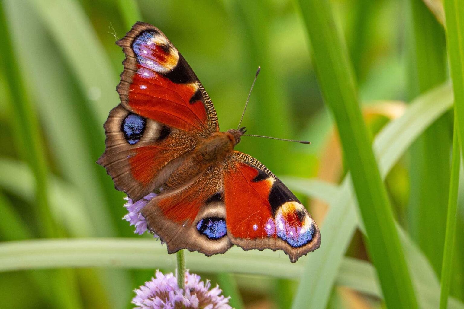 Take Part in the Big Butterfly Count – and Help Milton Keynes’ Winged ...